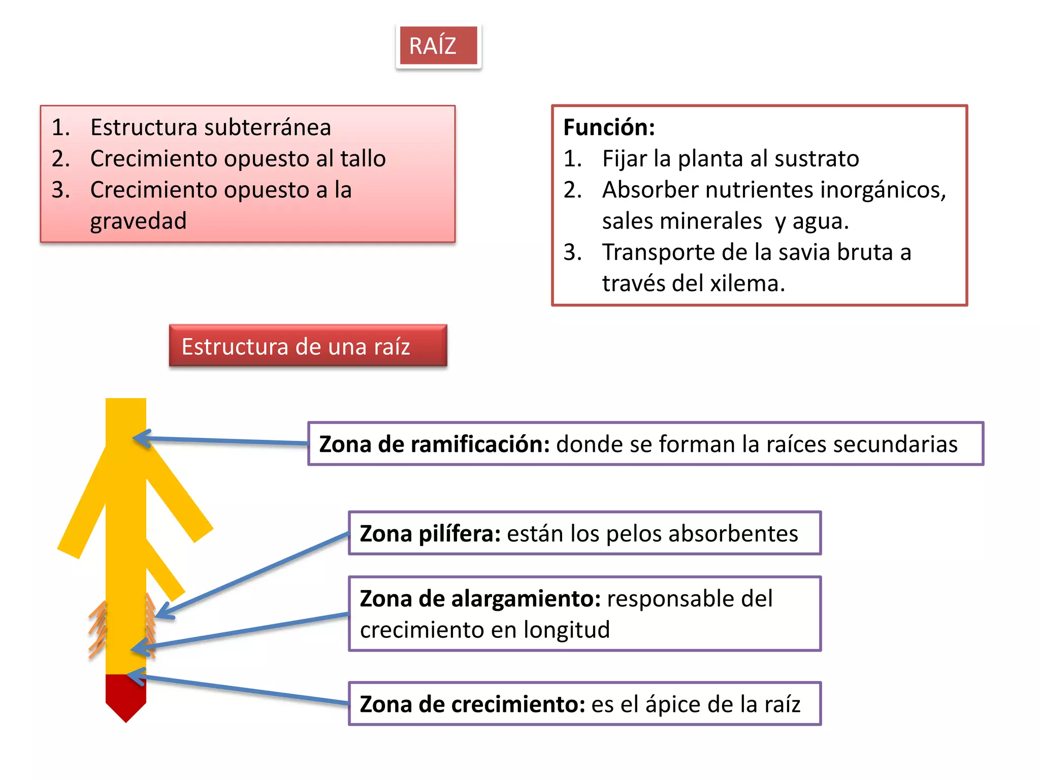Estructuras vegetativas-plantas-con-flor | PPTX
