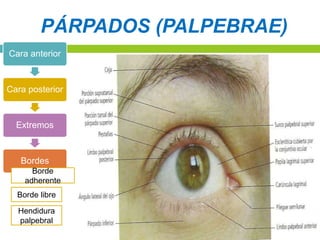 Estructuras accesorias del ojo y vías ópticas | PPTX