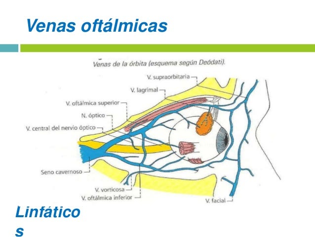 Estructuras accesorias del ojo y vías ópticas
