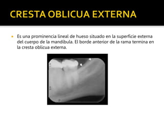 ESTRUCTURAS ANATOMICAS DEL MAXILAR INFERIOR_105255 (3).pptx