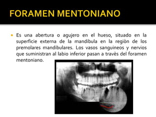 ESTRUCTURAS ANATOMICAS DEL MAXILAR INFERIOR_105255 (3).pptx