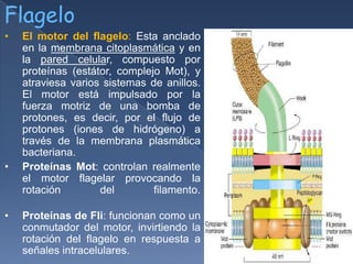 Estructuras bacterianas (flagelo, pili y fimbrias) | PPTX