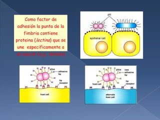 Estructuras bacterianas (flagelo, pili y fimbrias) | PPTX