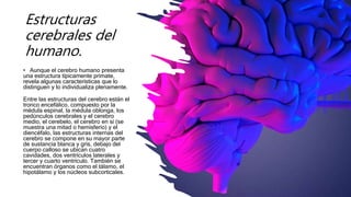 Estructuras cerebrales entre las especies | PPTX
