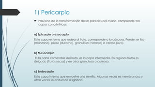 ESTRUCTURAS DEL FRUTO Y PARTES DE LA FRUTA .pptx