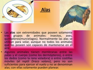 Estructuras de los animales | PPTX