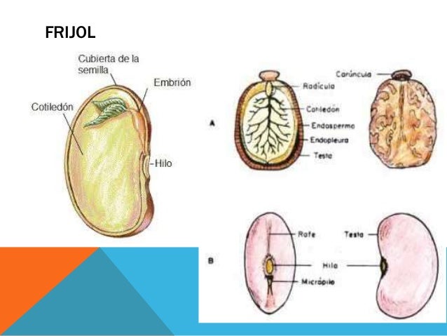 Estructuras de los granos