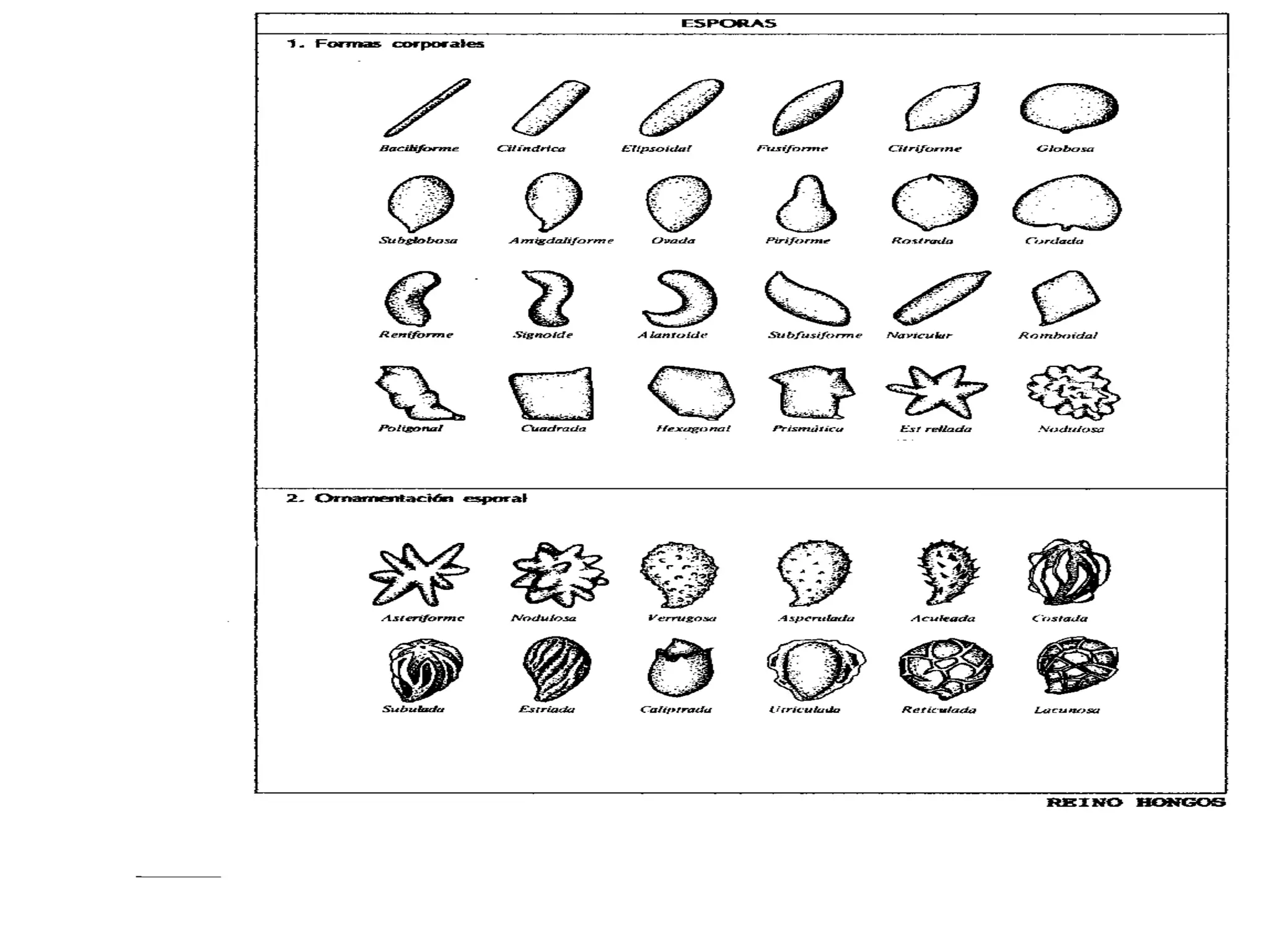 Estructuras de los hongos fitopatogenos | PPT