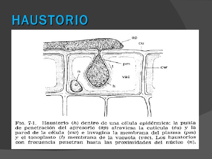Estructuras de los hongos fitopatogenos