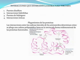 Estructura secundaria de las proteinas | PPTX