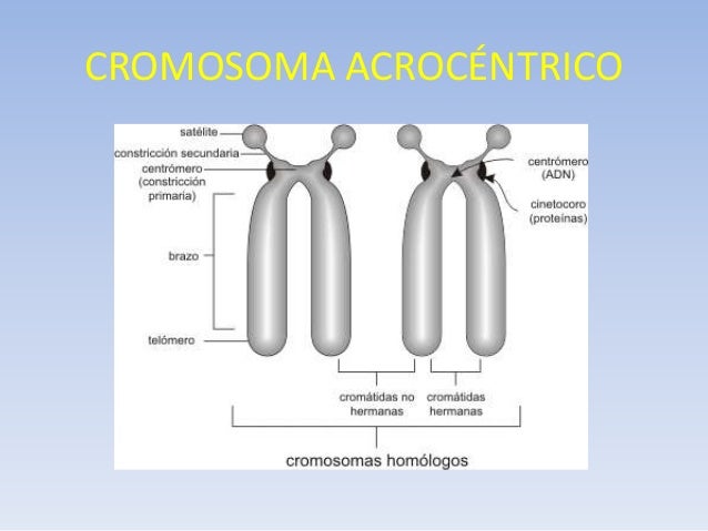 Estructura secundaria del dna