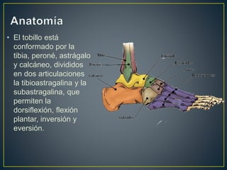 Estructuras miotendinosas de tobillo y pie por rm final 1 | PPTX