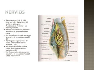 Estructuras neurovasculares de la pelvis | PPTX