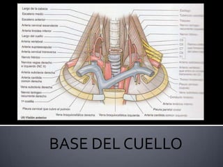 Estructuras Profundas Del Cuello | PPTX