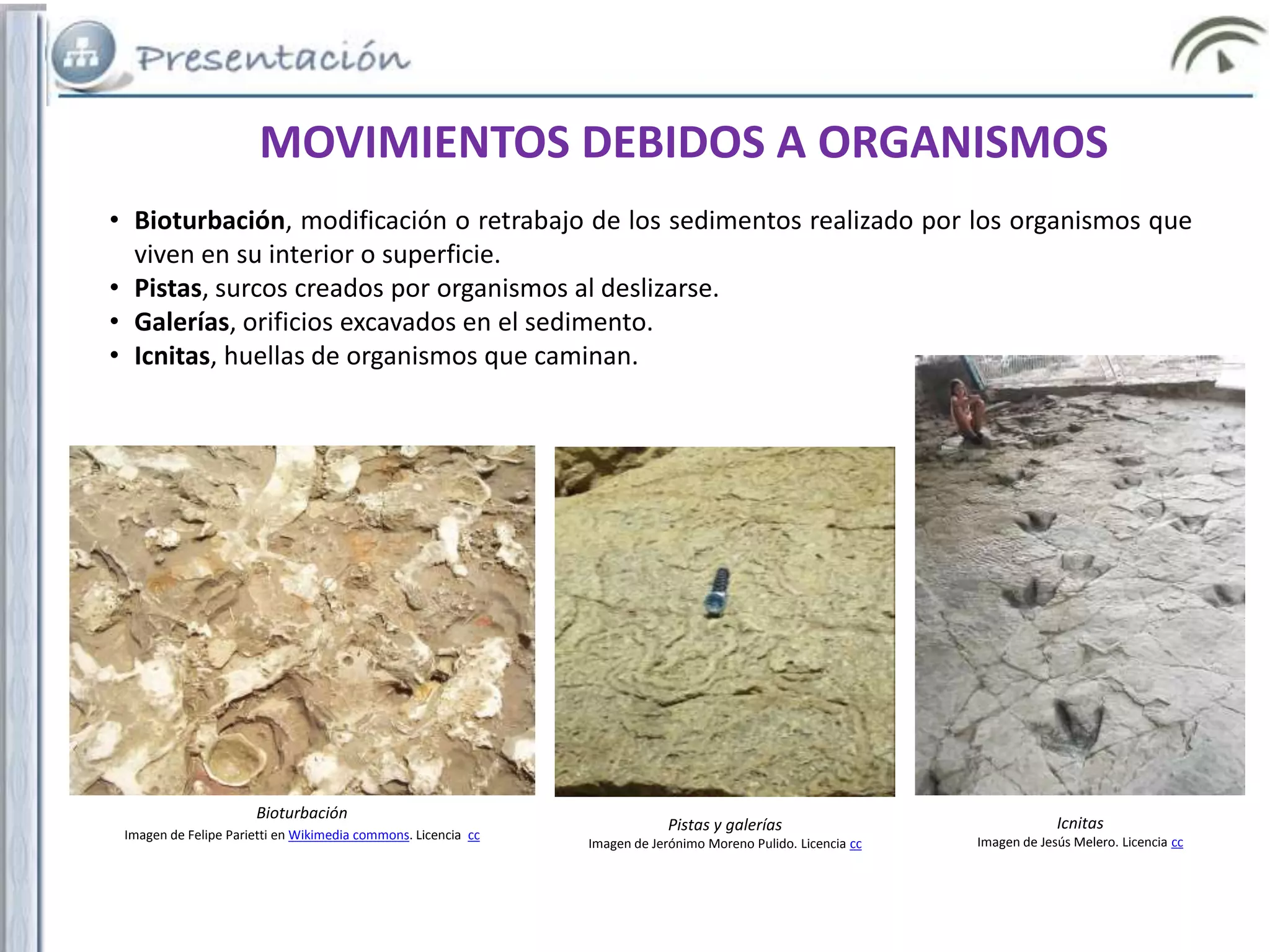 Estructuras sedimentarias | PPTX