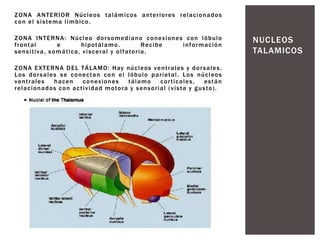 Estructuras Subcorticales | PPTX