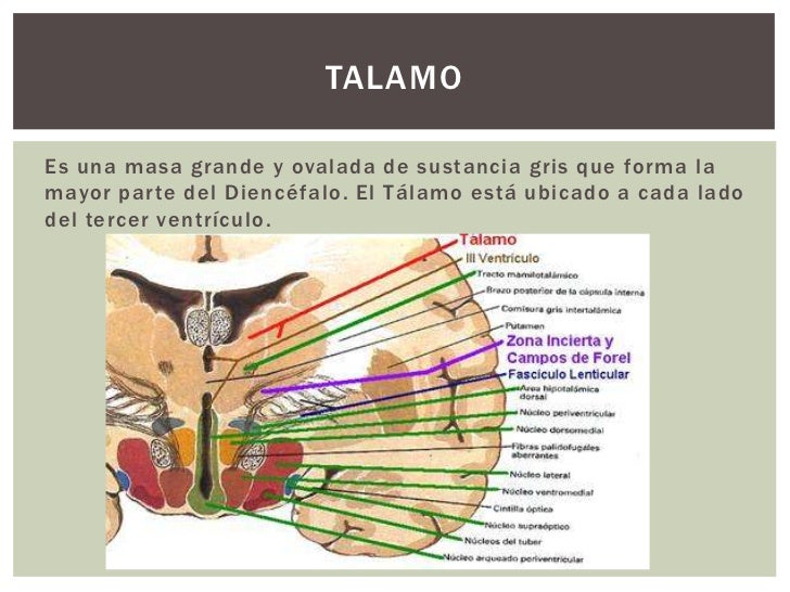 Neuroanatomia Estructuras Corticales Y Subcorticales Cátedra De