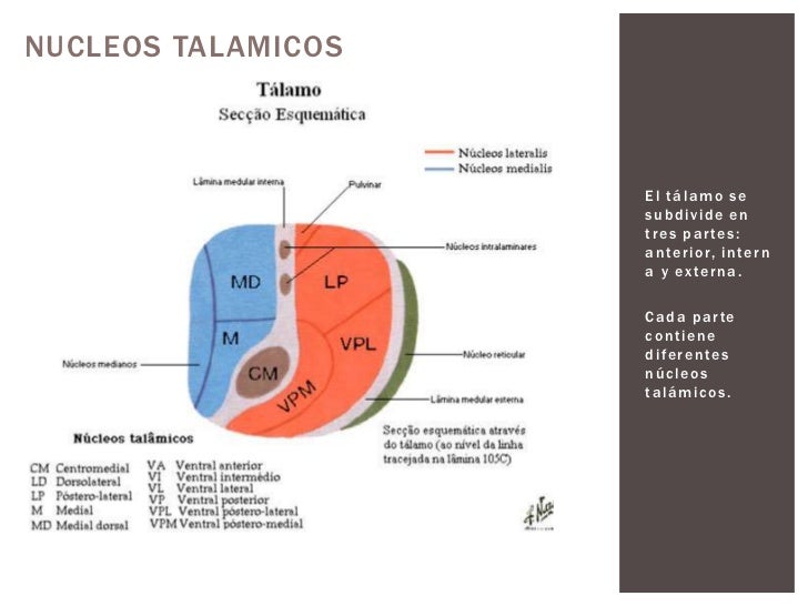 Neuroanatomia Estructuras Corticales Y Subcorticales Cátedra De