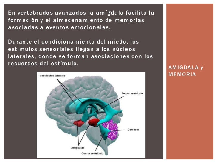 Neuroanatomia Estructuras Corticales Y Subcorticales Cátedra De