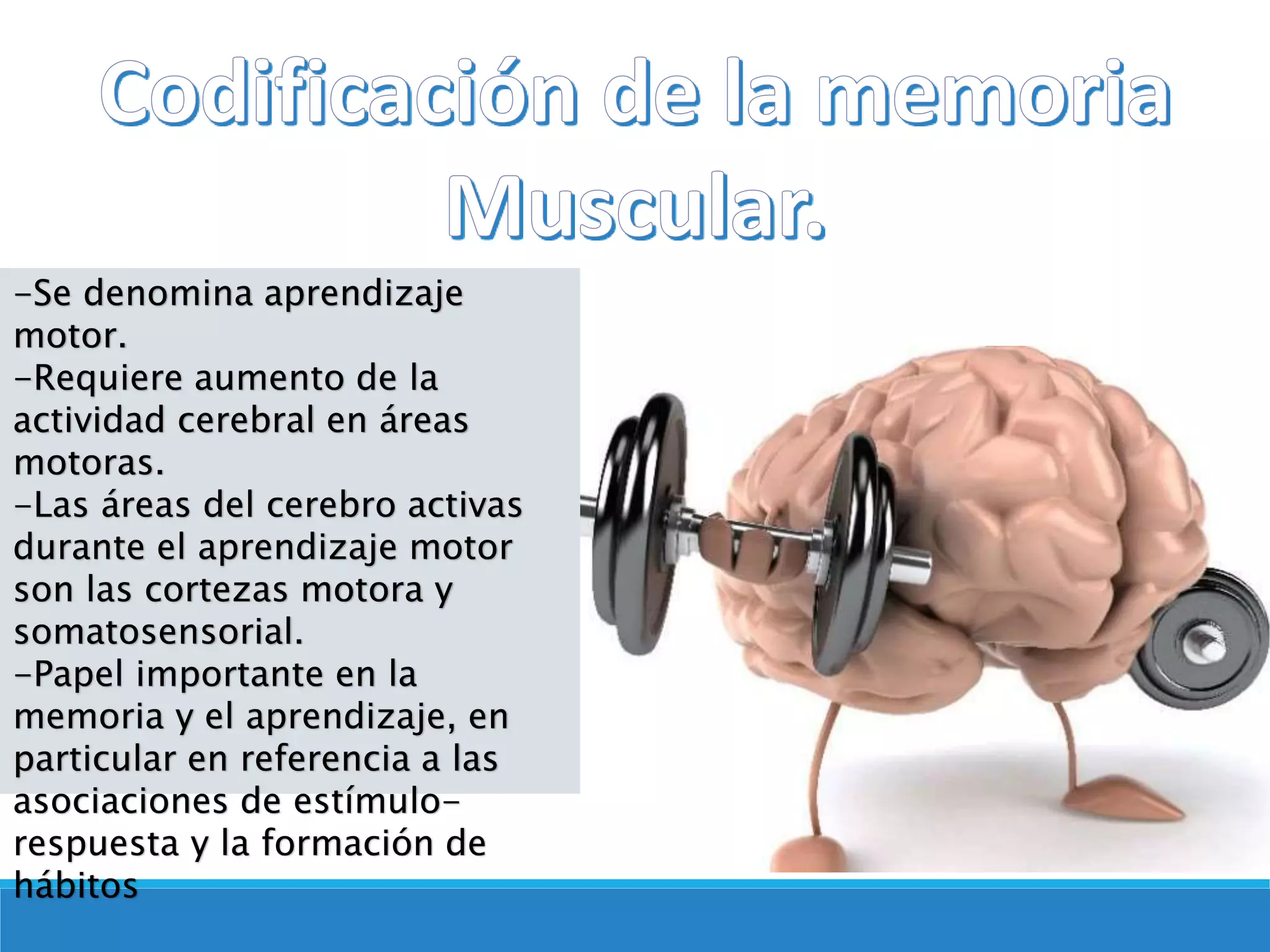 Estructuras subcorticales | PPTX