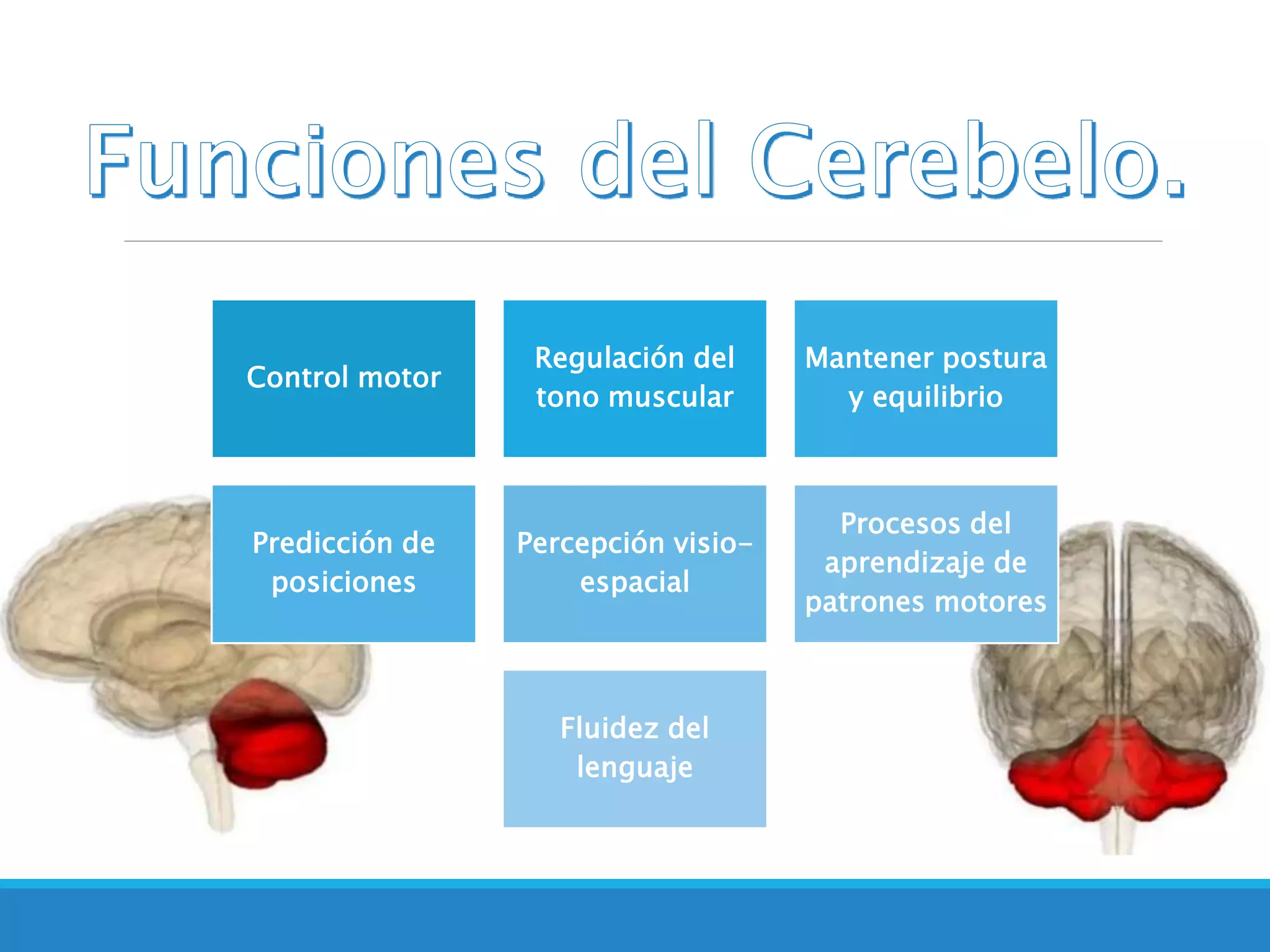 Estructuras subcorticales | PPTX