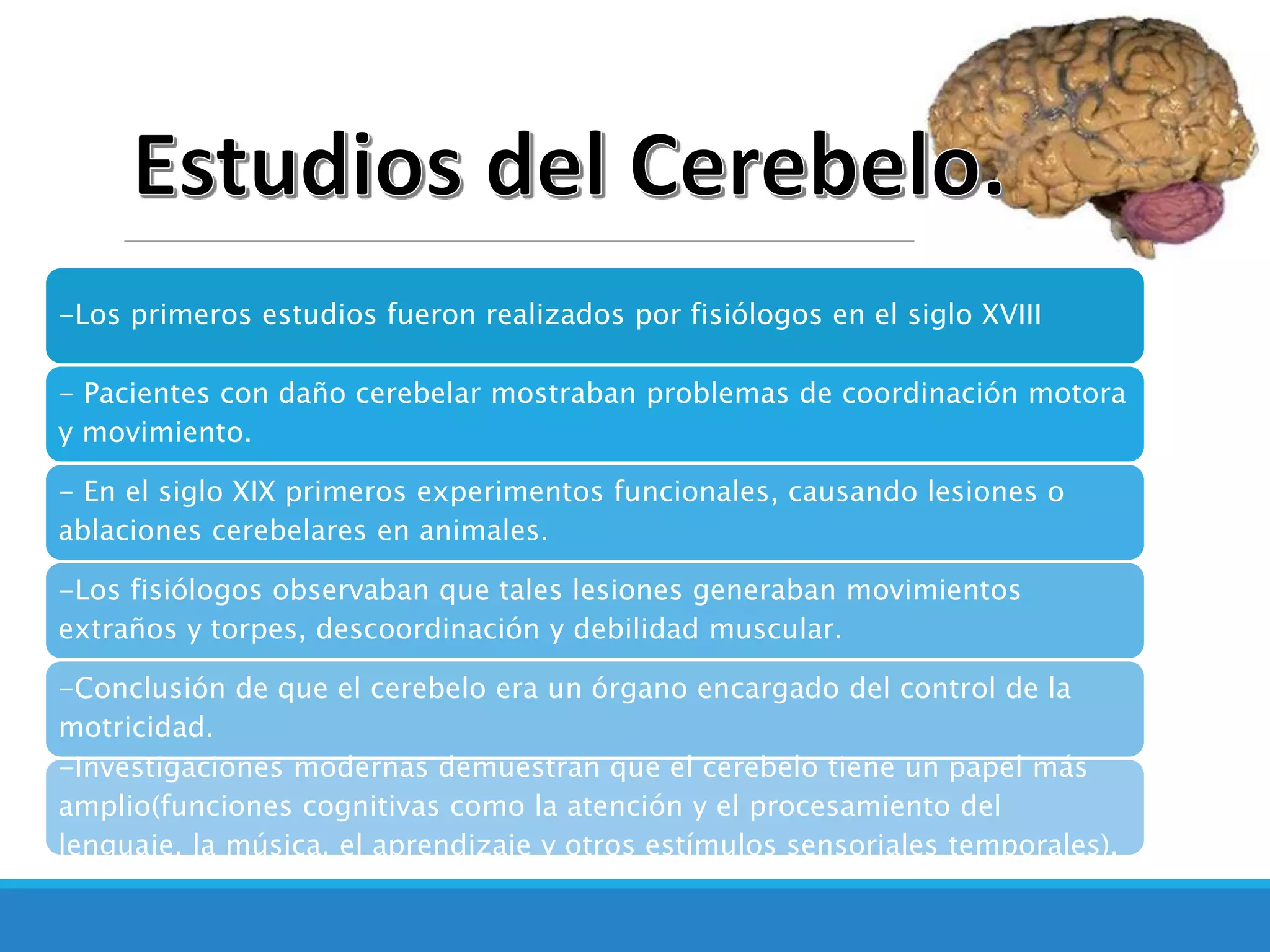 Estructuras subcorticales | PPTX