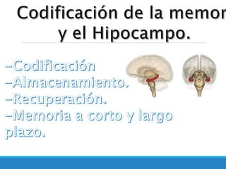 Estructuras subcorticales | PPTX