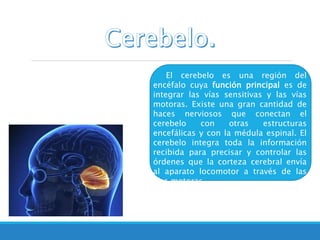 Estructuras subcorticales | PPTX