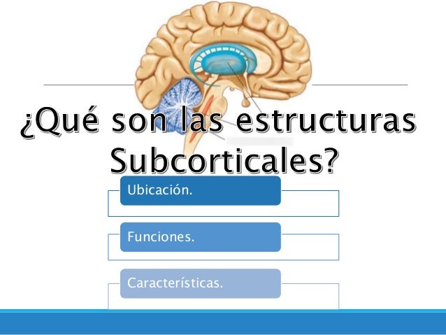 Estructuras subcorticales