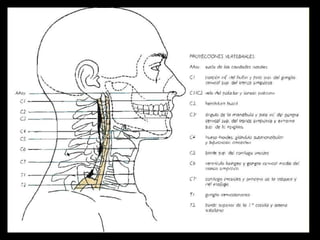 Estructuras Superficiales del Cuello | PPTX
