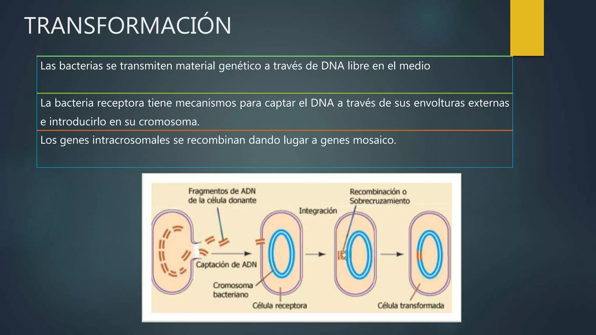 Estructura y Clasificación Bacteriana // Antecedentes históricos ...