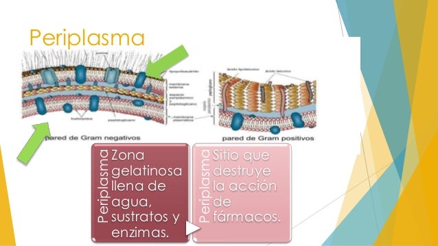Periplasma | Plantas rioMoros