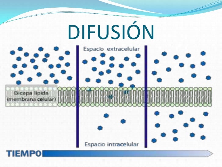 Estructura y función celular