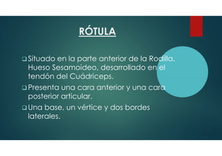 Estructura y función del cuerpo humano esqueleto del miembro inferior | PDF
