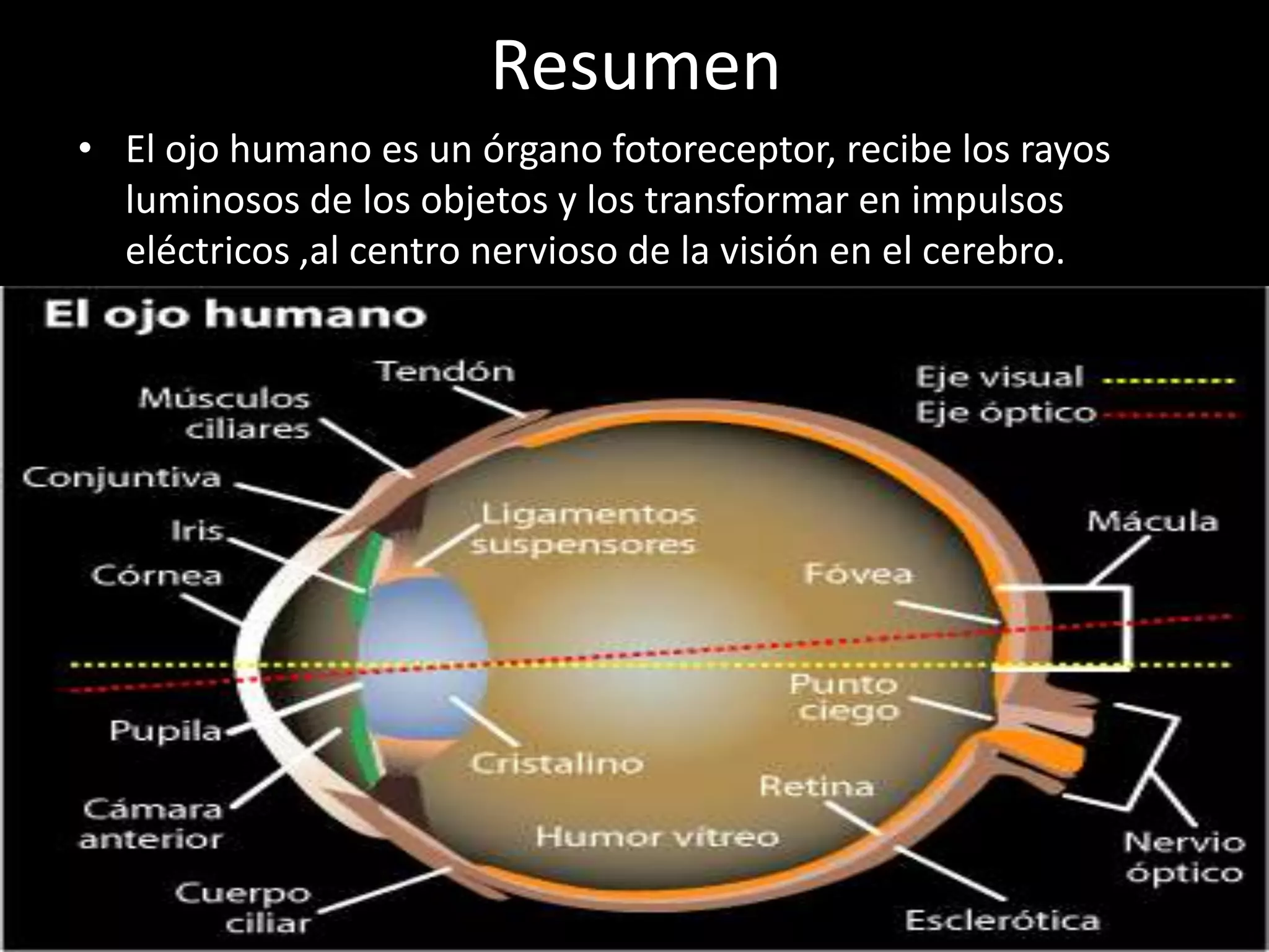 Estructura y función del ojo humano | PPTX | Eye and Vision Conditions ...