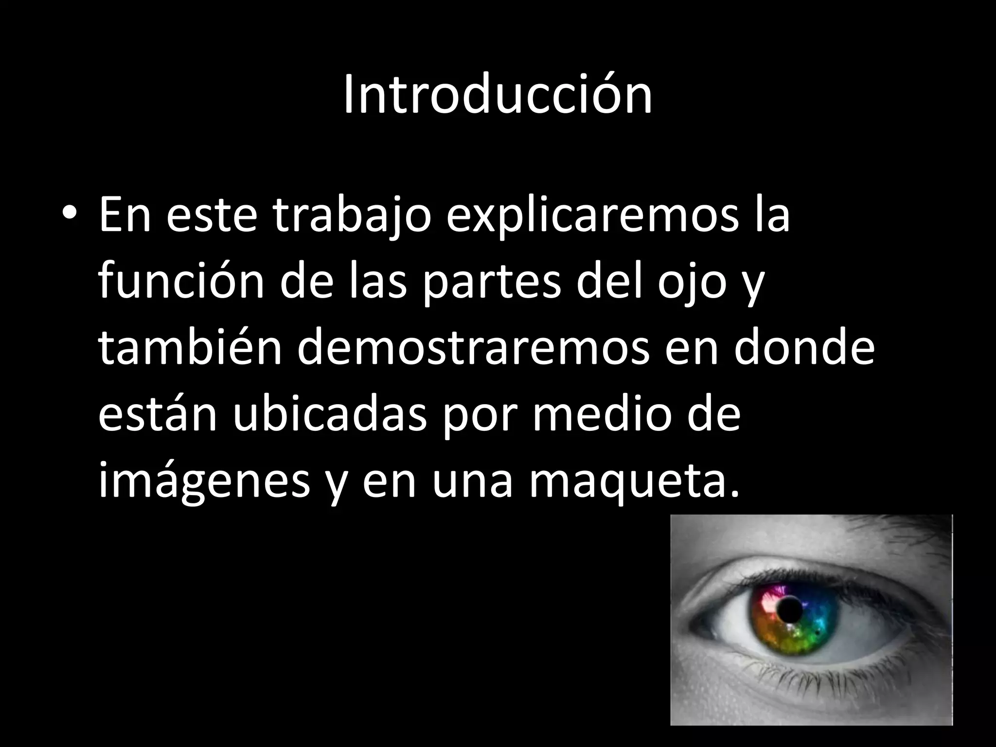 Anatomía Del Ojo Humano Ppt Diapositivas Sobre La Anatomía Del Ojo Y