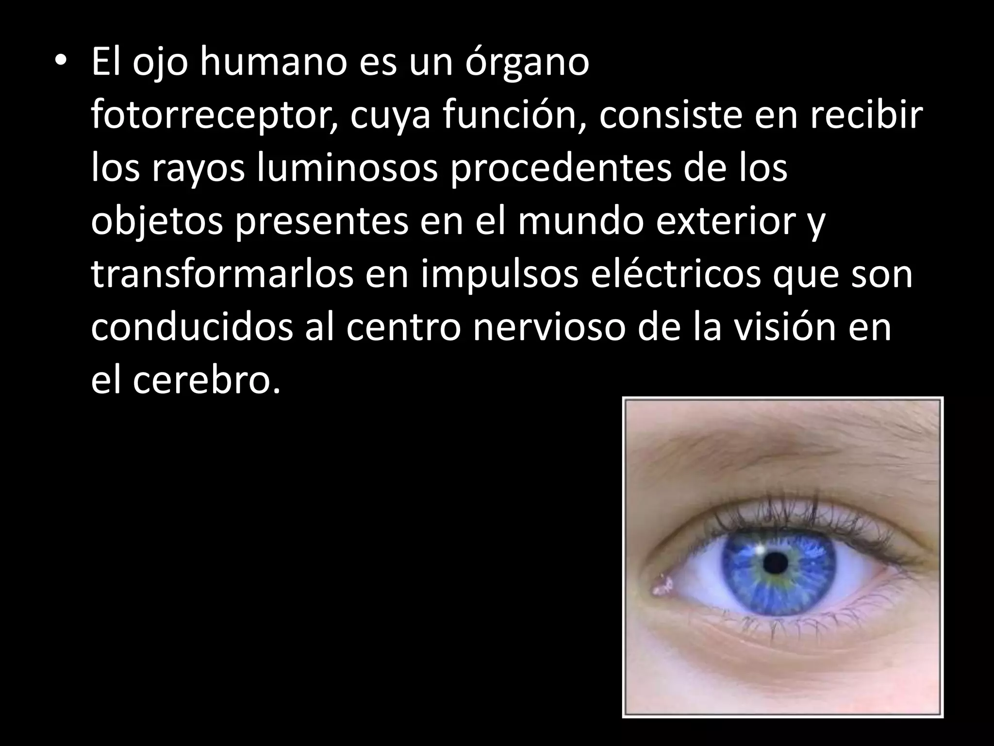 Estructura y función del ojo humano | PPTX | Eye and Vision Conditions ...