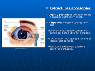 Estructura y función del ojo humano | PPT