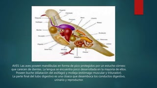 Estructura y función de los órganos del aparato.pptx