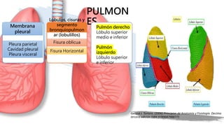 ESTRUCTURA Y FUNCIÓN PULMONAR, conceptos.pptx