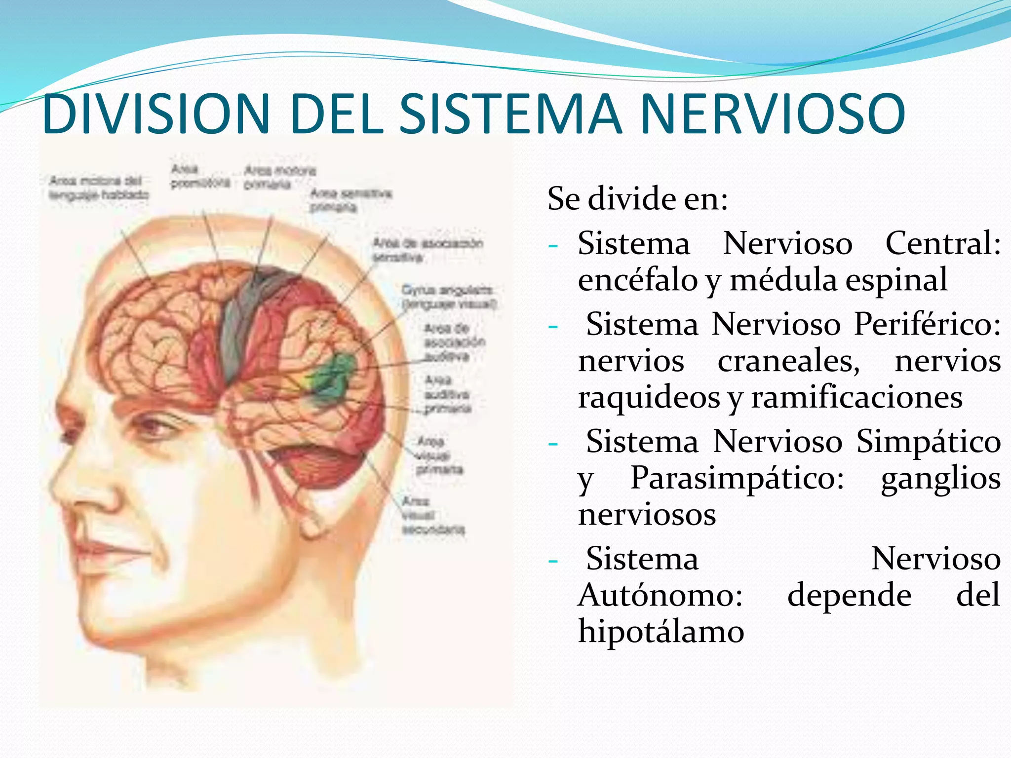 Estructura y funcionamiento del sistema nervioso | PPTX