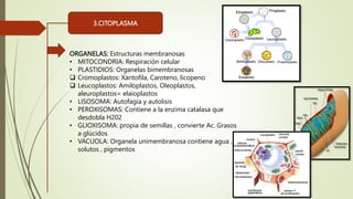 estructura y funcion celualr.pptx