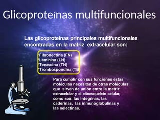 Estructura y Funcion de la MAtriz Extracelular.pptx