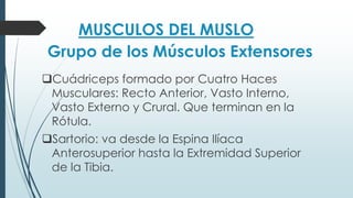 Estructura y funcion del cuerpo humano musculos del miembro inferior | PPTX