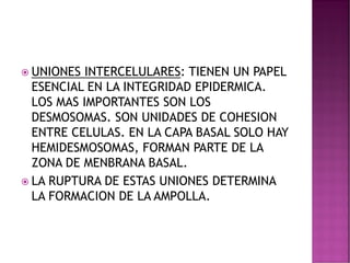 ESTRUCTURA Y FUNCIONES DE LA PIEL NORMAL | PDF