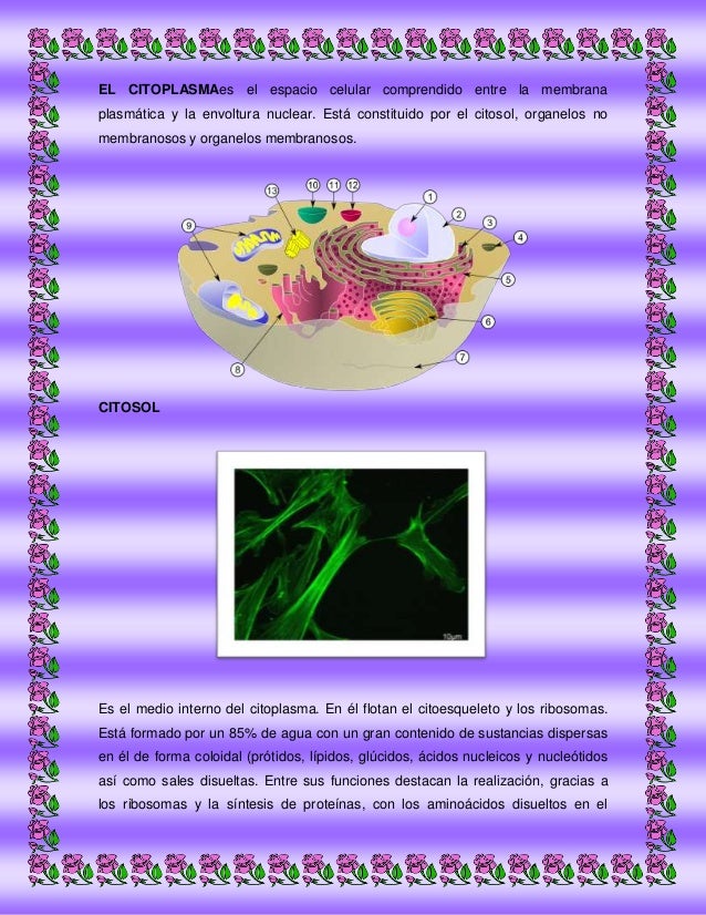 Citoplasma: Definición, Estructura, Funciones Y Diagrama – IAHPB
