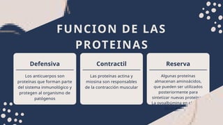 estructura y funcion proteinas bioquimica medica | PPTX