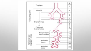 estructura y funcion pulmonar.pdf