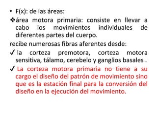 Estructura y localización funcional de la corteza cerebral (2).pptx