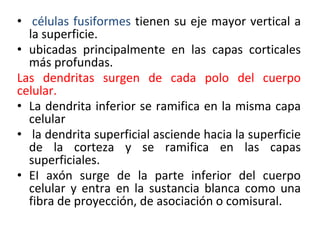 Estructura y localización funcional de la corteza cerebral (2).pptx